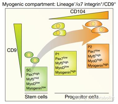 代谢学人——Cell Stem Cell：靶向CD47拨回肌肉衰老的时钟 - 知乎