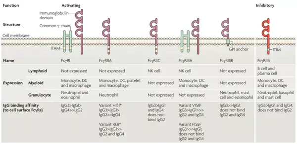 靶向CD16A，激活先天免疫系统的ADCC效应 - 知乎