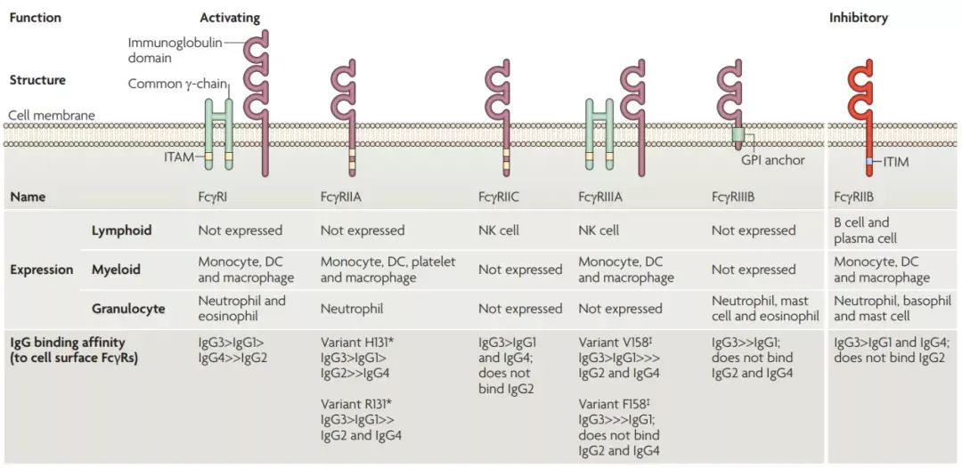 靶向CD16A，激活先天免疫系统的ADCC效应 - 知乎