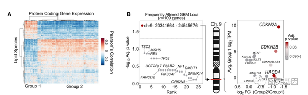 Can Cell | CDKN2A基因缺失重塑脂质代谢，诱发胶质母细胞瘤铁死亡 - 知乎