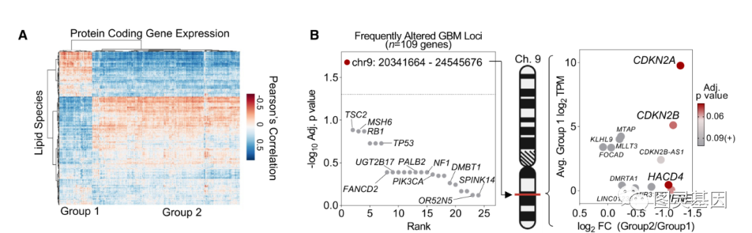Can Cell | CDKN2A基因缺失重塑脂质代谢，诱发胶质母细胞瘤铁死亡 - 知乎