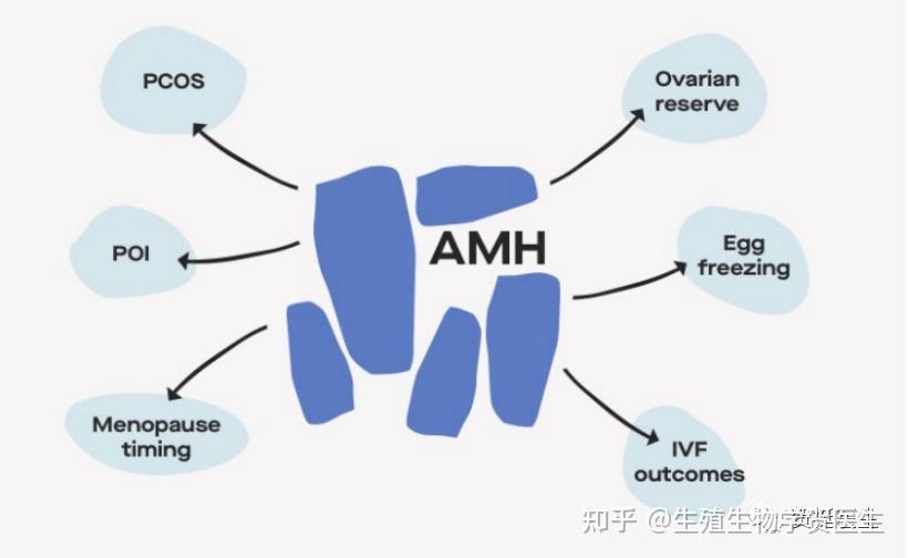 AMH值回升36%，为何她能绝境逢生？ - 知乎