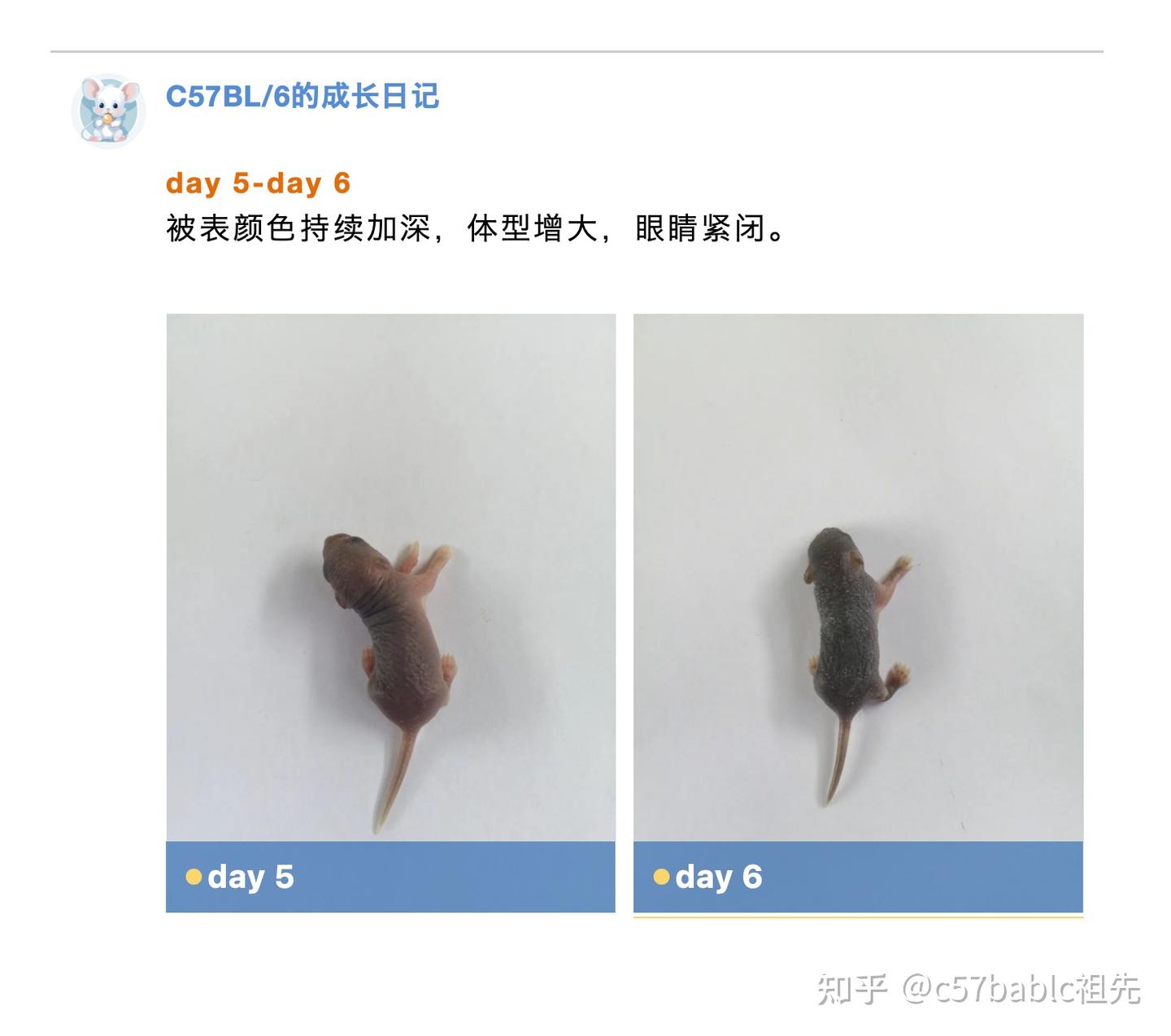 C57BL/6成长日记，看乳鼠如何快速成长变化！ - 知乎