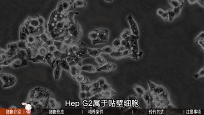 HepG2细胞培养，人肝癌细胞培养攻略 - 知乎