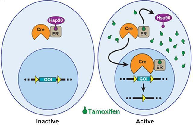 基因的时间开关——CreERT系统 - 知乎