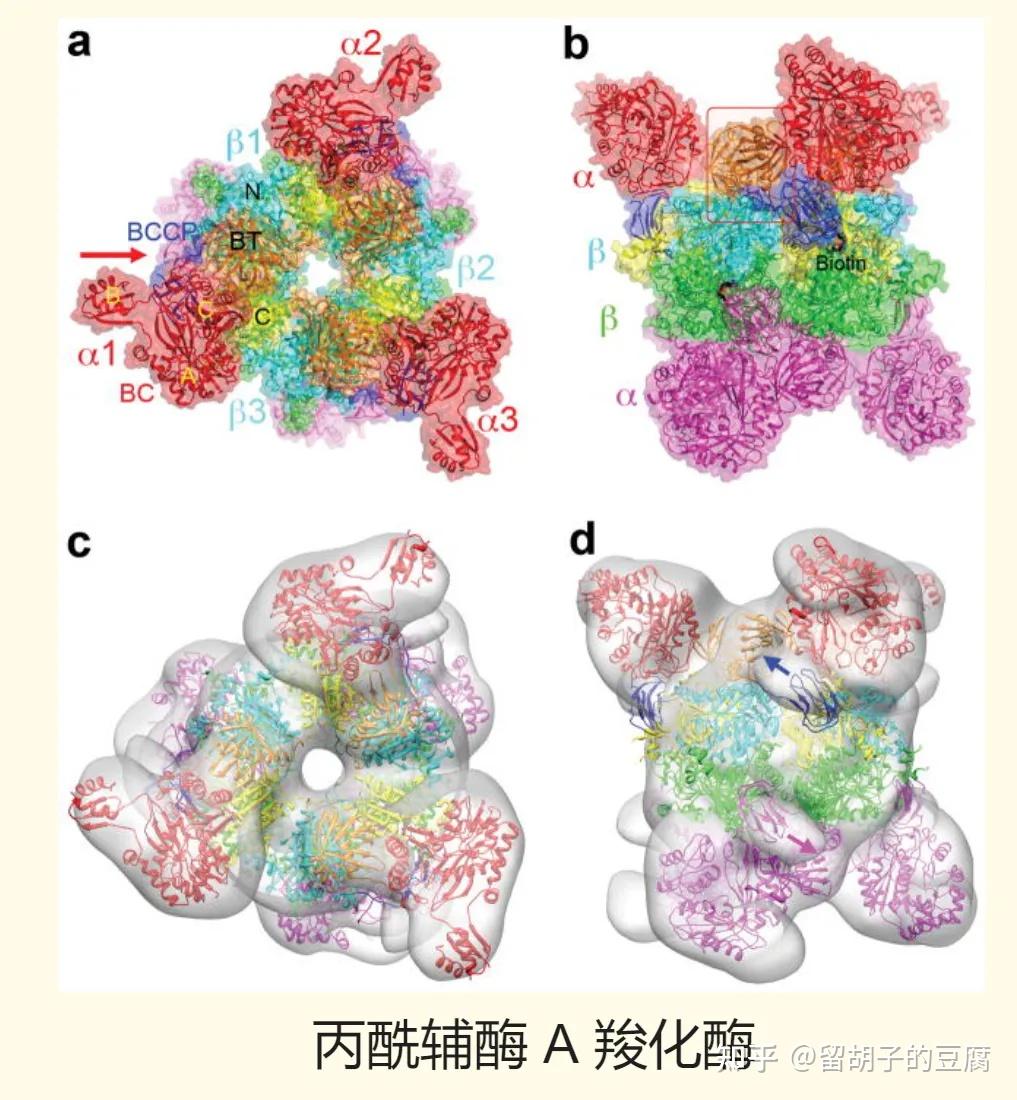 Moderna丙酸血症酶替代药物mRNA-3927首次临床数据 - 知乎