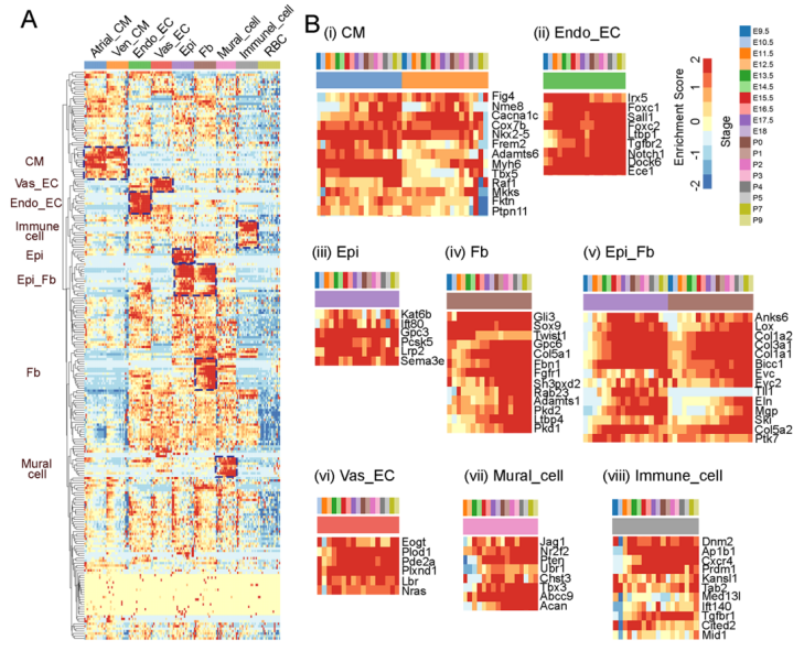 Nat Commun｜胚胎及新生儿期小鼠心脏单细胞转录组图谱 - 知乎
