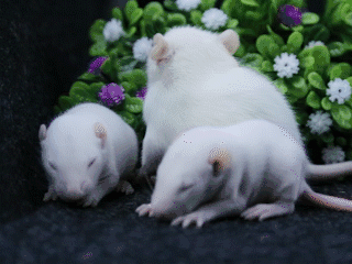 那些该用大鼠做的实验，你选对了么？ - 知乎