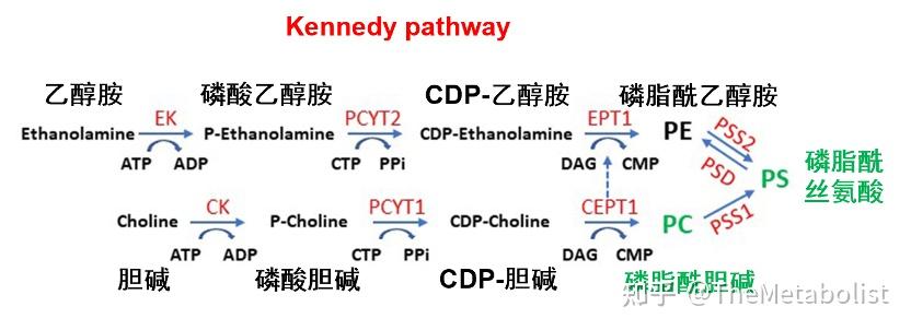 代谢学人——Nature Metabolism：PCYT2调控的脂质合成对与肌肉健康和衰老至关重要 - 知乎