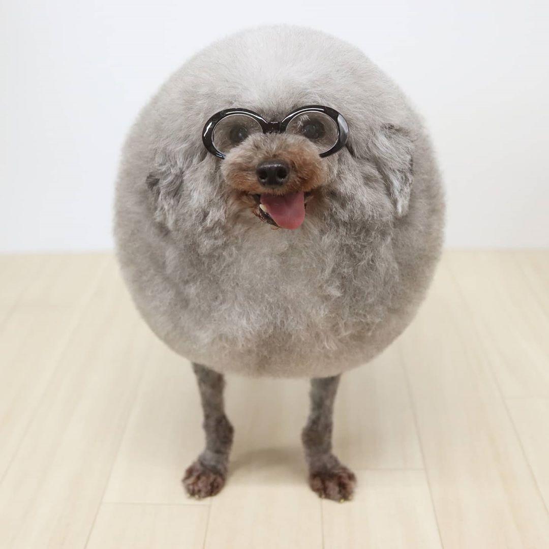 这只小狗被“吹成球”了！宠物美容的历史你知道么？ - 知乎