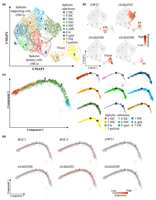 文献解读 | 单细胞转录组助力解析水稻早期花序的发育轨迹机制 - 知乎