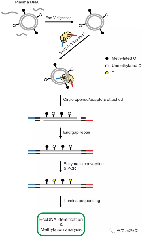 先收藏：2022年 eccDNA 研究现况汇总 - 知乎