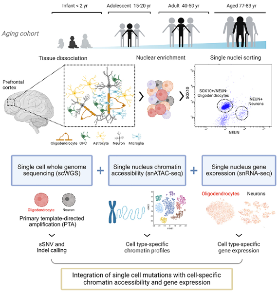 Cell | scWGS-seq＋snRNA-seq＋snATAC-seq—揭示人类不同的神经元和少突胶质细胞衰老体细胞突变模式 - 知乎