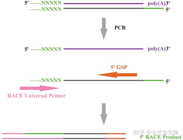 cDNA全长扩增，RACE技术了解一下 - 知乎