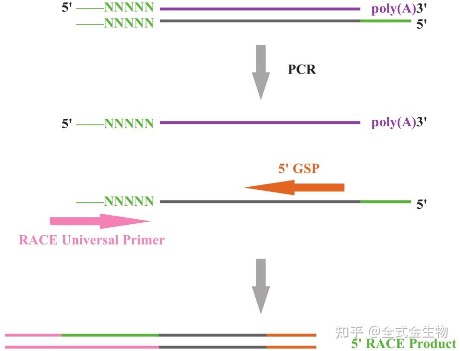 cDNA全长扩增，RACE技术了解一下 - 知乎