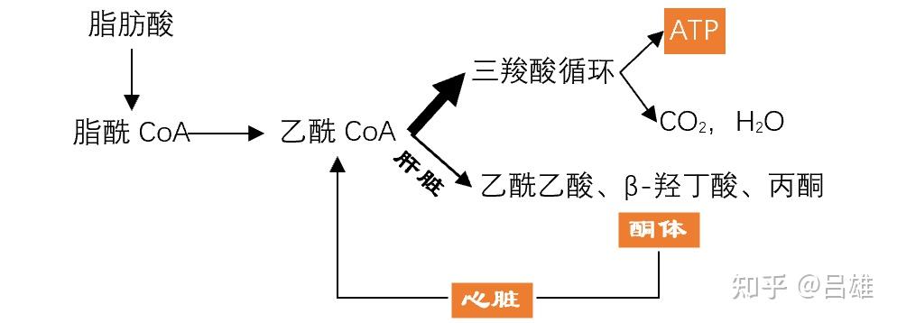 关于营养心肌药物的经典总结，值得收藏！ - 知乎