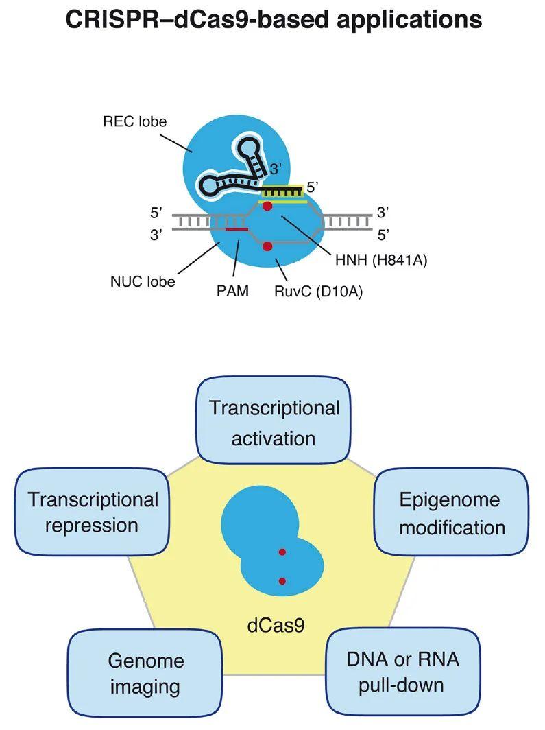 谈谈CRISPR/dCas9系统的“百变”应用（一） - 知乎