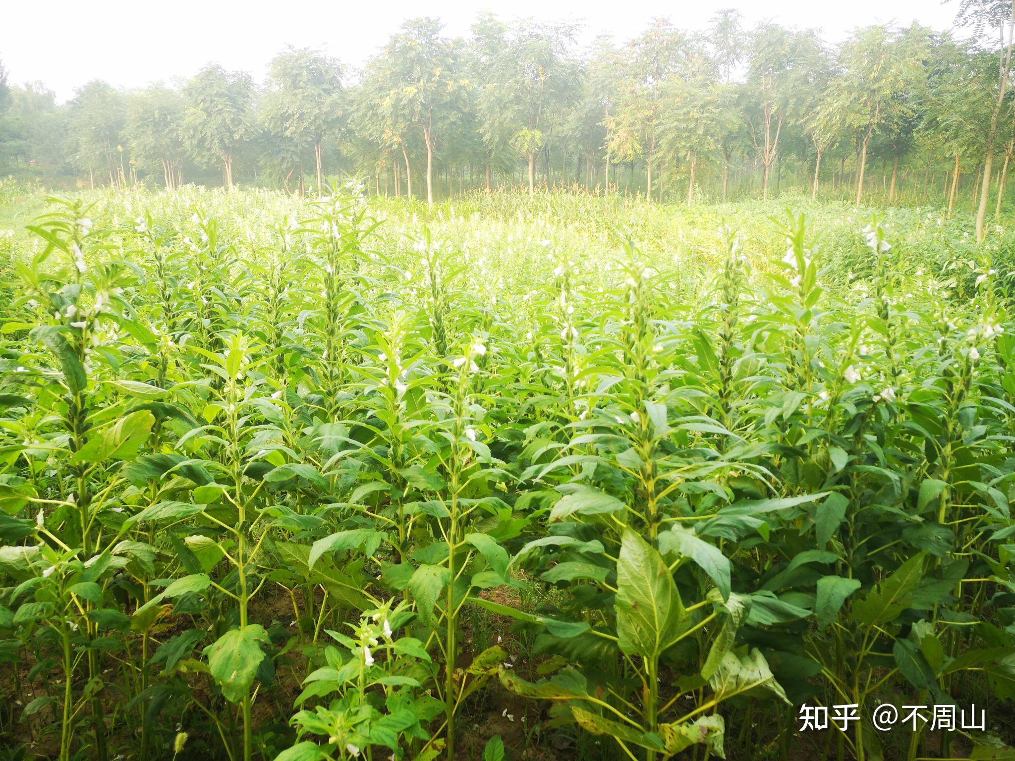全都认识的，是有农村经历的人 - 知乎