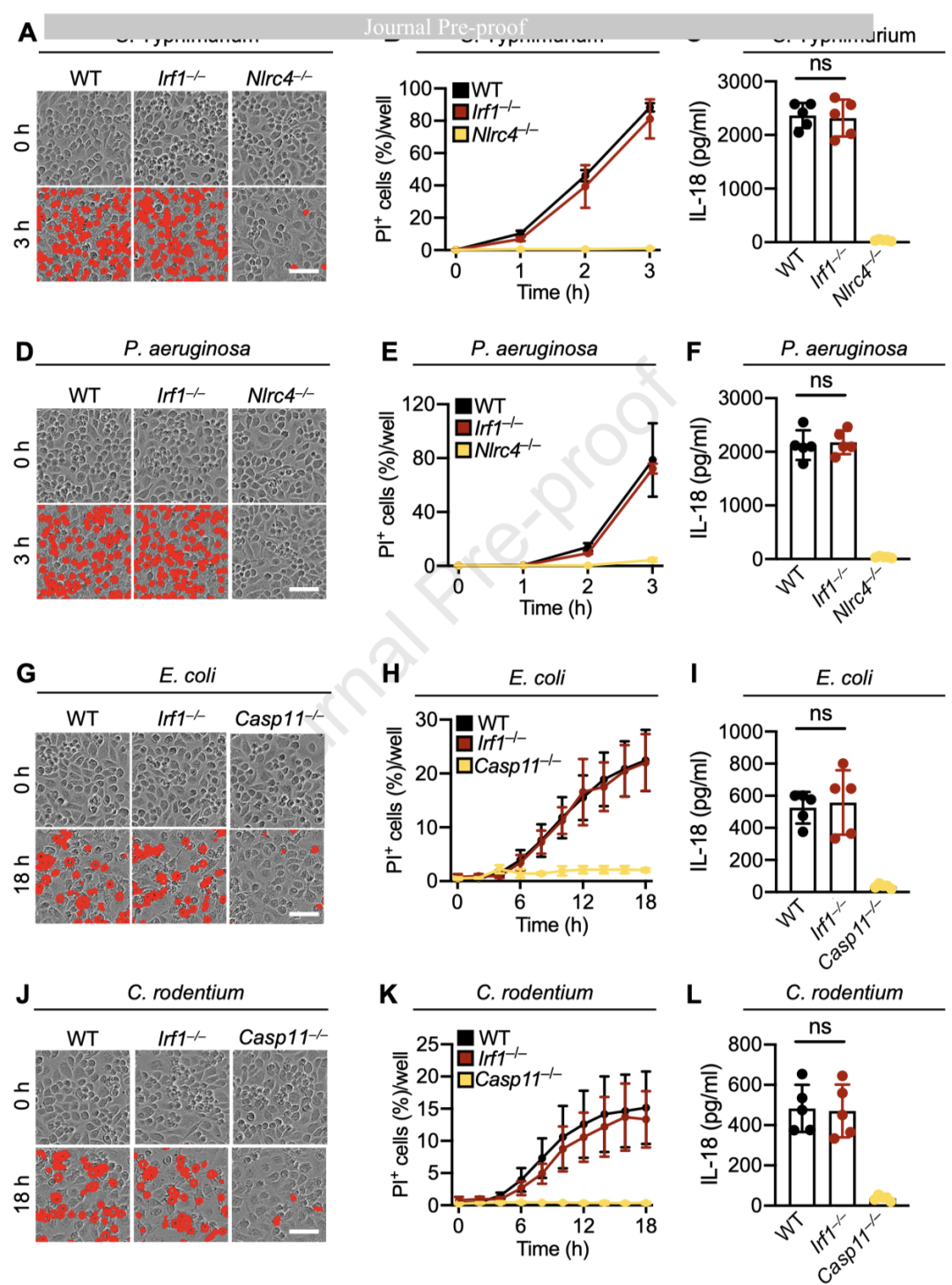 JBC丨免疫调节因子 IRF1 有助于 PANoptosome 激活和炎症细胞死亡 - 知乎