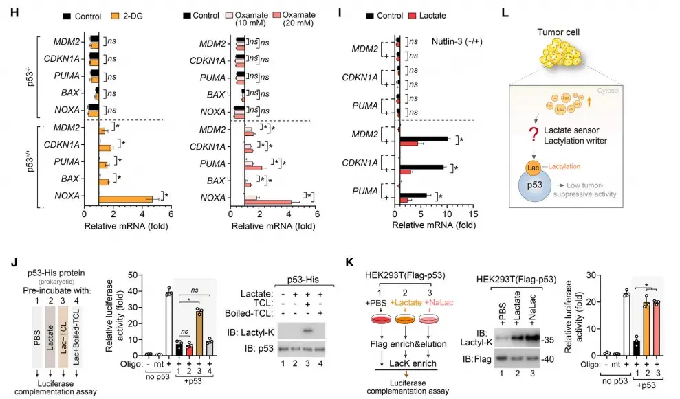 Cell | 苏州大学周芳芳：AARS1介导p53乳酸化促进肿瘤发生新机制 - 知乎