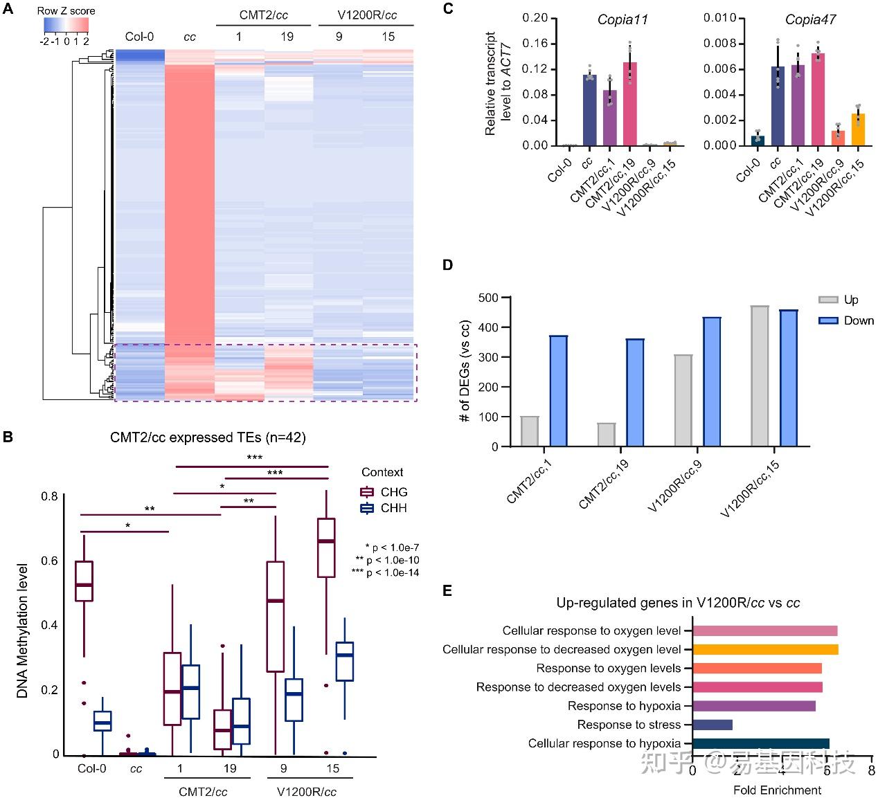 易基因：河大蒋建军教授BS-seq揭示底物特异性和蛋白稳定性促进植物特异性DNA甲基转移酶分化｜Sci Adv - 深圳市易基因科技 - 博客园