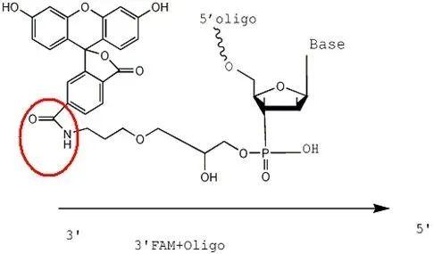 引物的设计及修饰最全教程 - 知乎