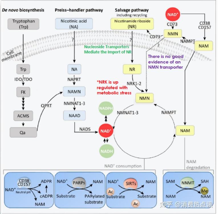 职场白领手一瓶的Tru Niagen乐加欣 卖爆了！ - 知乎