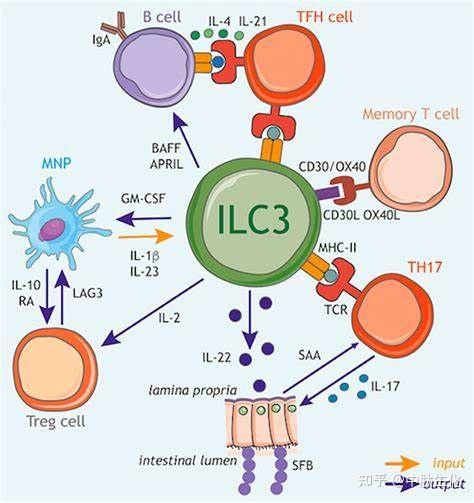 Science：揭示ILC3经训练后在肠道粘膜中产生先天性的免疫记忆 - 知乎