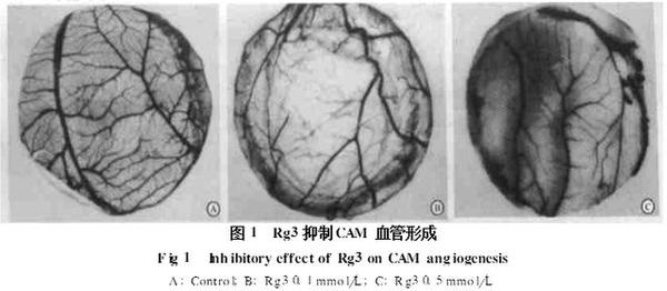 人参皂苷Rg3作用 - 知乎