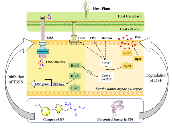 华南农业大学崔紫宁团队在水稻白叶枯病菌III型分泌系统抑制剂的设计合成方面取得新进展 - 知乎