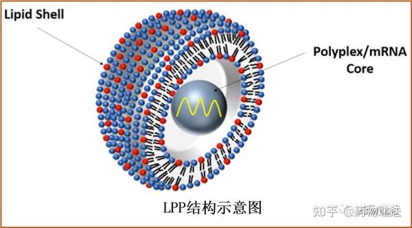 药物递送（三）——mRNA疫苗递送技术（LNP） - 知乎