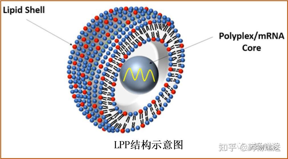 药物递送（三）——mRNA疫苗递送技术（LNP） - 知乎