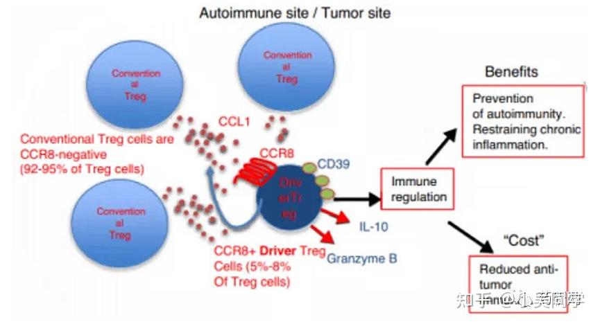 国内首款丨礼新医药CCR8单抗获批临床，CCR8靶点梳理 - 知乎