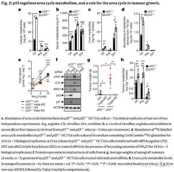 Nature.IF40+肿瘤代谢重编程——p53调控肿瘤细胞尿素循环的机制 - 知乎