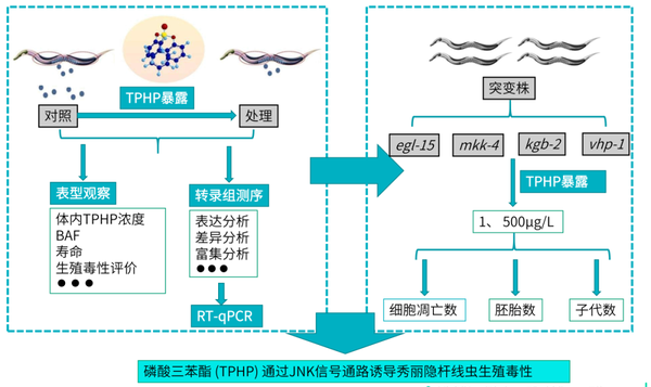 【派森诺项目文章】IF13.6！转录组学助力探究磷酸三苯酯(TPHP)诱导秀丽隐杆线虫生殖毒性的分子机制 - 知乎