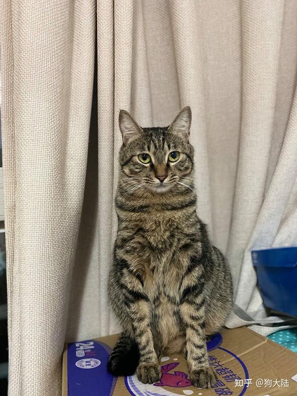 狸花猫为什么能成为猫界的 战力”天花板 知乎