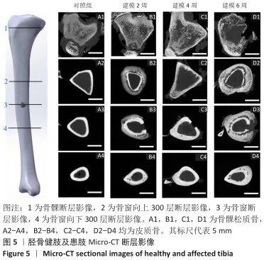 一文读懂显微CT（Micro-CT） - 知乎