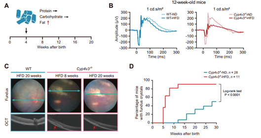 老病新解结晶样视网膜变性（BCD）——基因治疗的光明使者VGR-R01 - 知乎