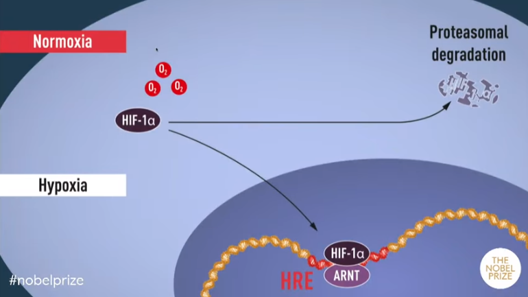 2019诺贝尔生理学或医学奖之HIF-1的发现之旅 - 知乎