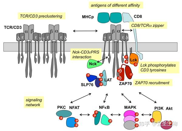 双抗热门靶点——CD3D&CD3E - 知乎