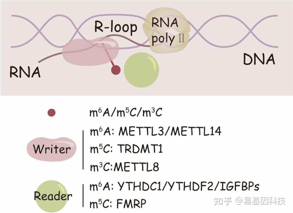 易基因：RNA甲基化修饰和R-loop的交叉调控：从分子机制到临床意义｜深度综述 - 深圳市易基因科技 - 博客园