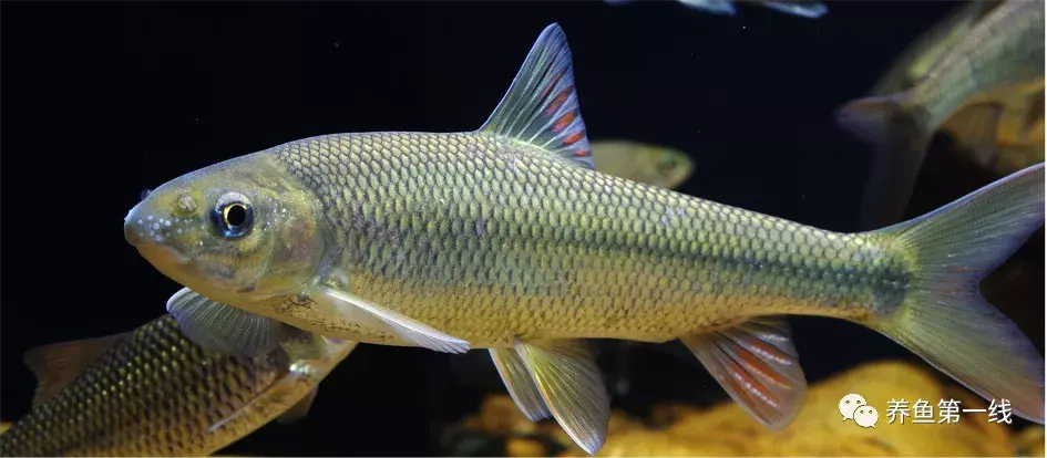 图谱：我国增殖放流允许的主要珍贵濒危物种30种 - 知乎