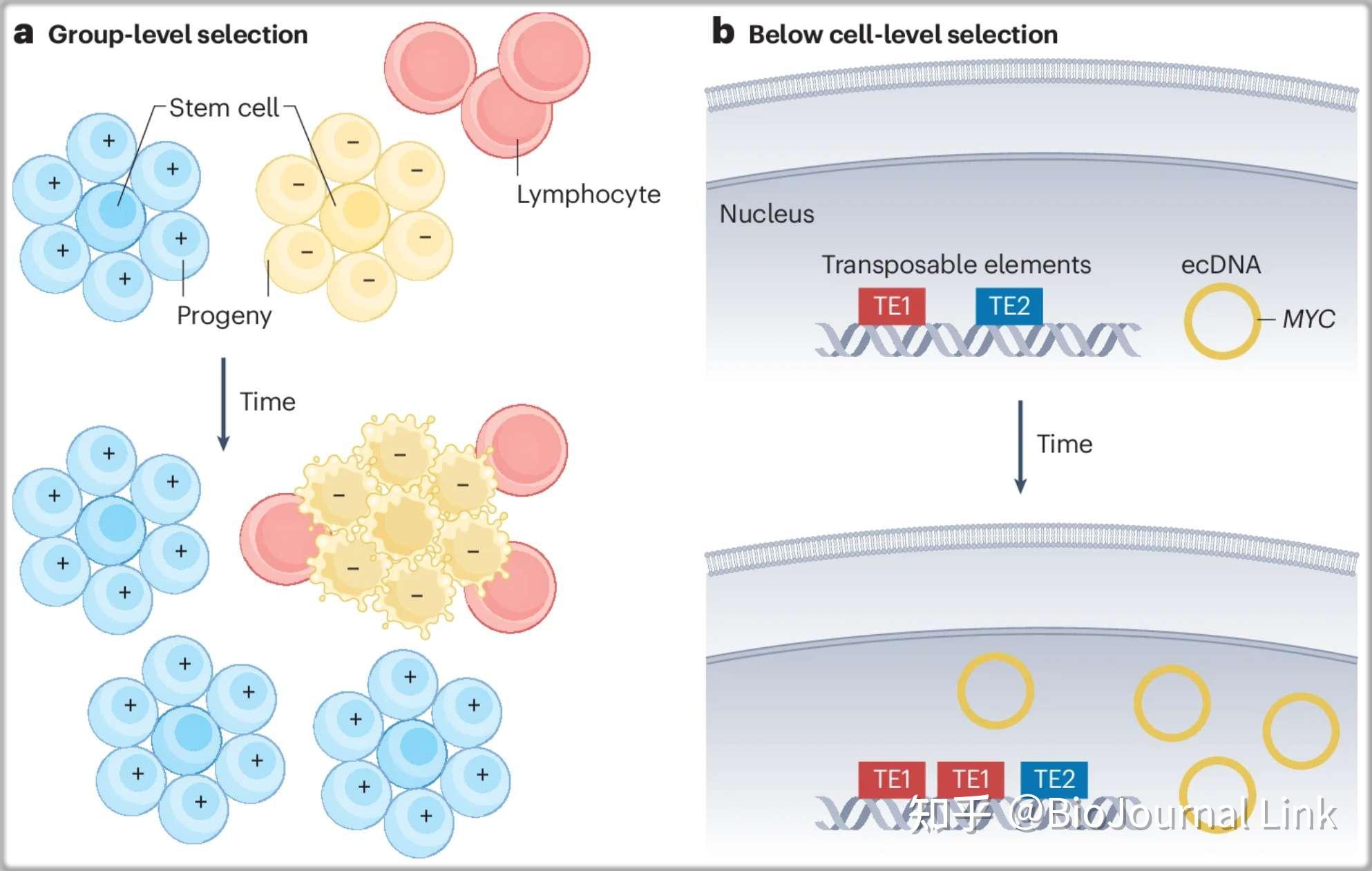 综述精读 | NatRevCancer | 癌症的进化理论：挑战与潜在解决方案 - 知乎