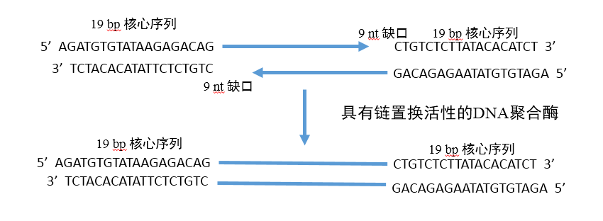 干货 | CUT&Tag核心酶Hyperactive PA/PG-Tn5 Transposase大解密 - 知乎