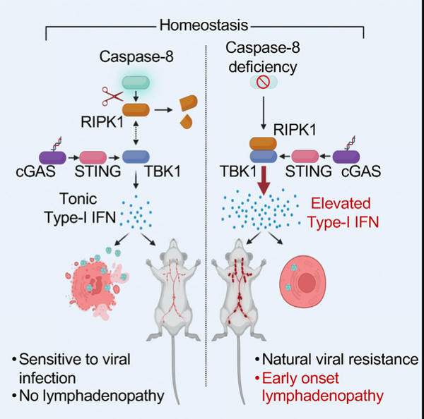 Cell子刊丨RIPK1和caspase-8在I型干扰素产生和调节中的分子机制 - 知乎