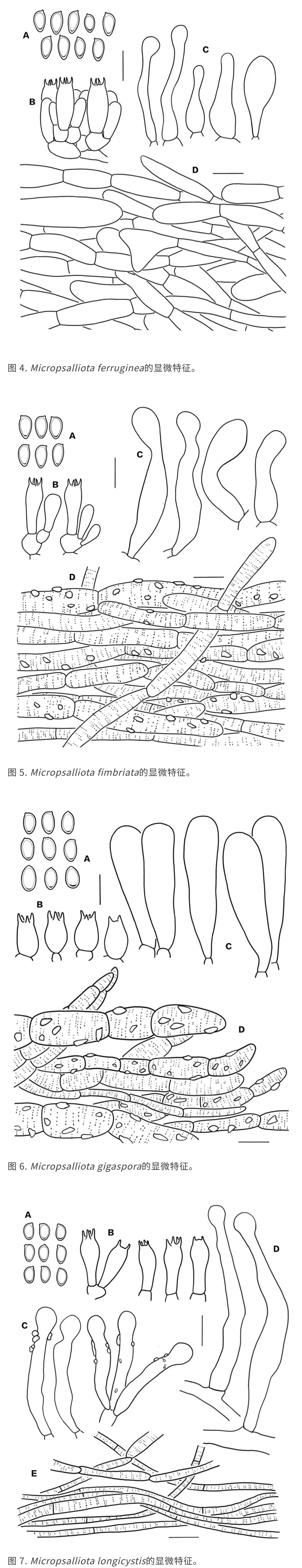 Mycology | 中国南方发现小蘑菇属（Micropsalliota）七个新种和一个中国新记录种 - 知乎