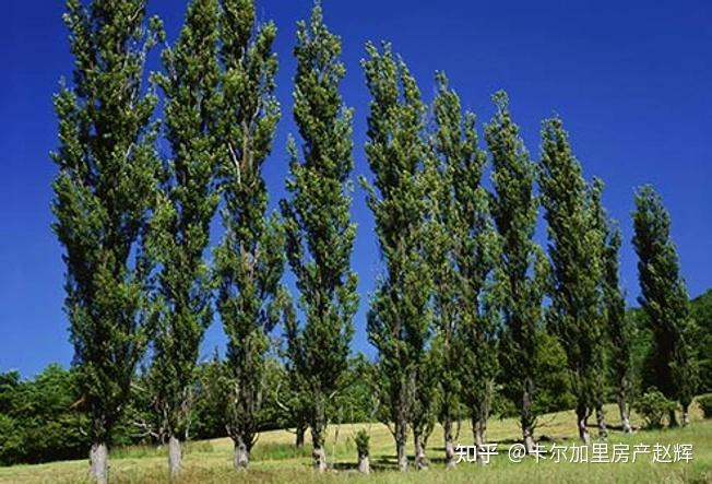 加拿大树花粉过敏指南+北美15种过敏原植物 - 知乎