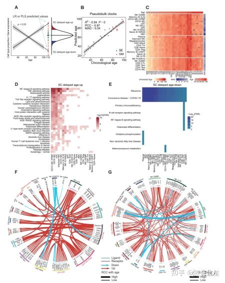 单细胞中的“衰老时钟” - 知乎