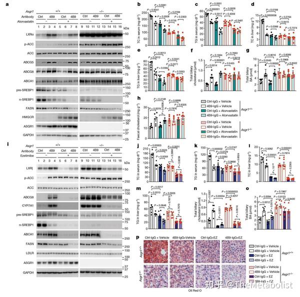 代谢学人--Nature: 驱逐胆固醇，Asgr1有奇效！ - 知乎