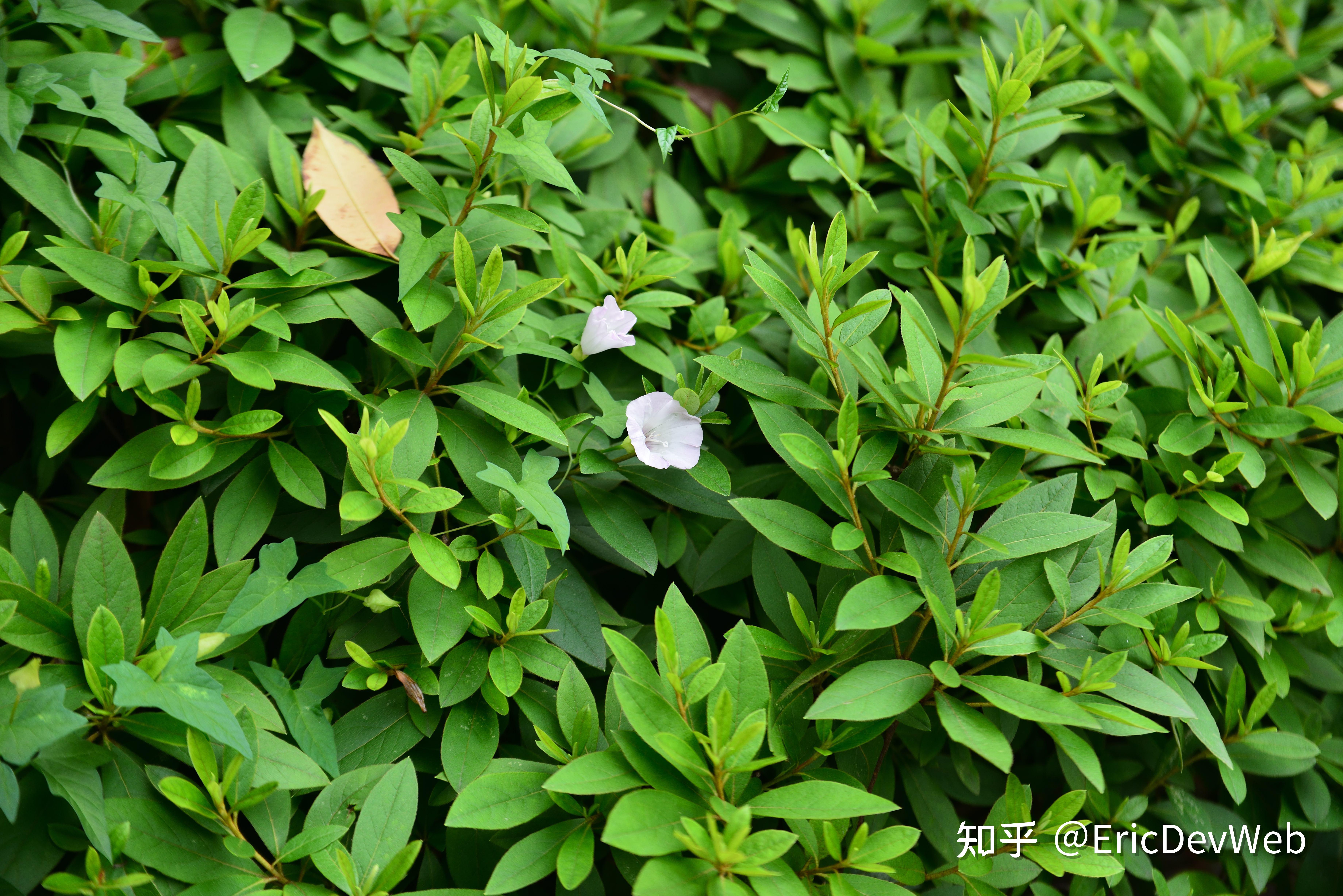 腾龙28-75 f2.8 a09一代，你的第一颗大三元 - 知乎